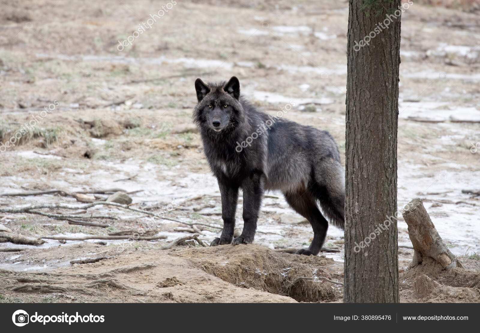 Black Wolf In Winter