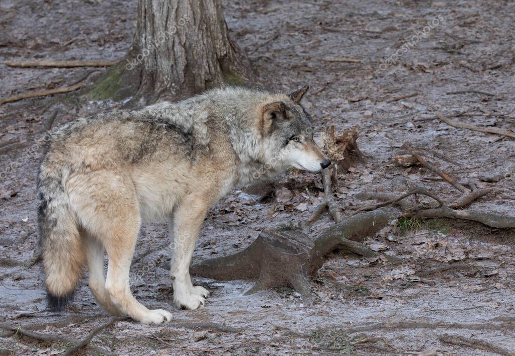 Un lobo maderero solitario o lobo gris Canis lupus caminando por el ...