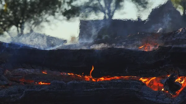 Big Charcoaled Tree Trunks Burning In A Bonfire Emitting Heat Haze At ...