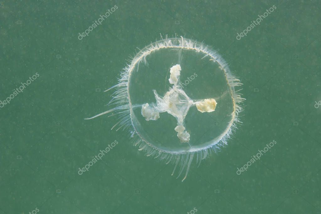 Medusas de agua dulce (Craspedacusta sowerbii) en hábitat natural. Vive ...