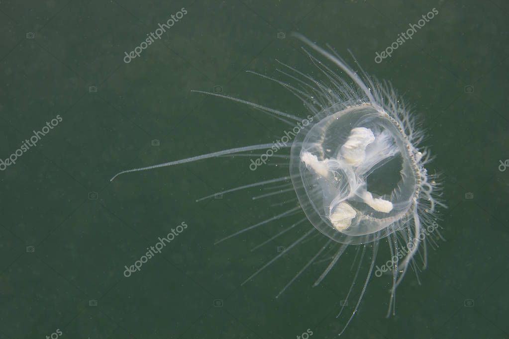 Medusas de agua dulce (Craspedacusta sowerbii) en hábitat natural. Vive ...