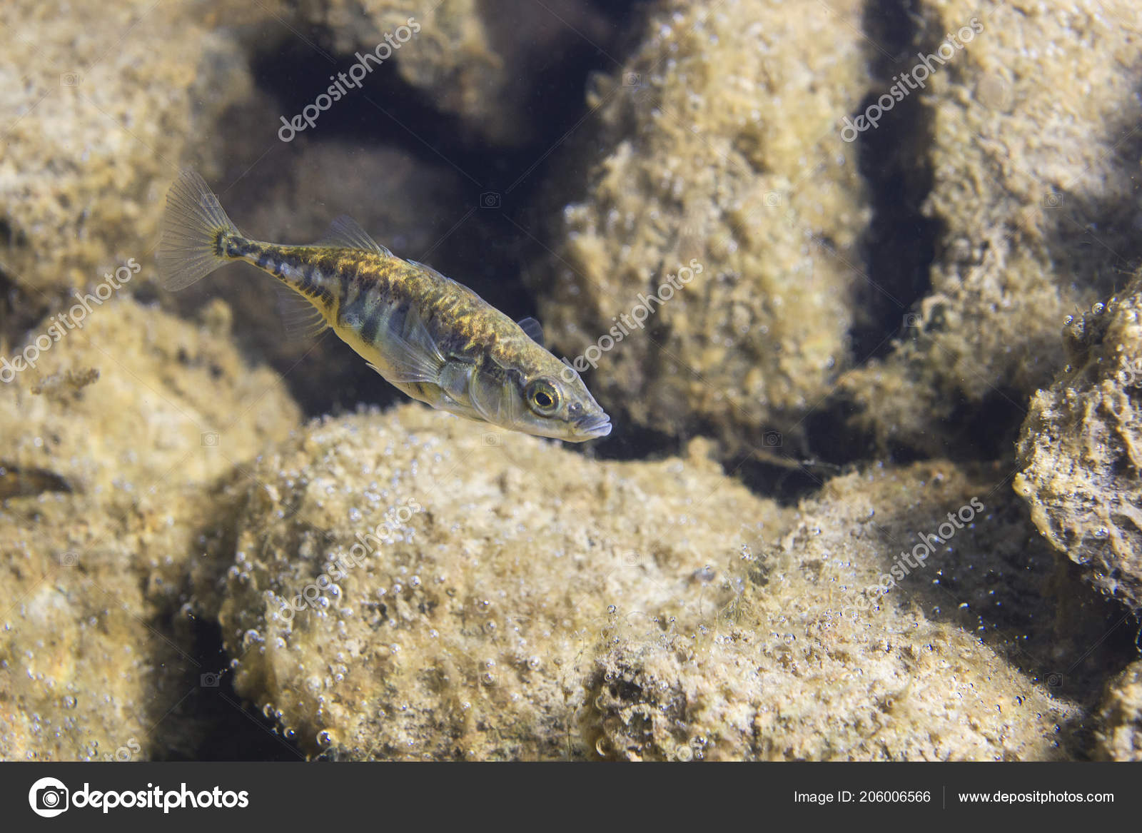 Freshwater Fish Three Spined Stickleback Gasterosteus Aculeatus ...