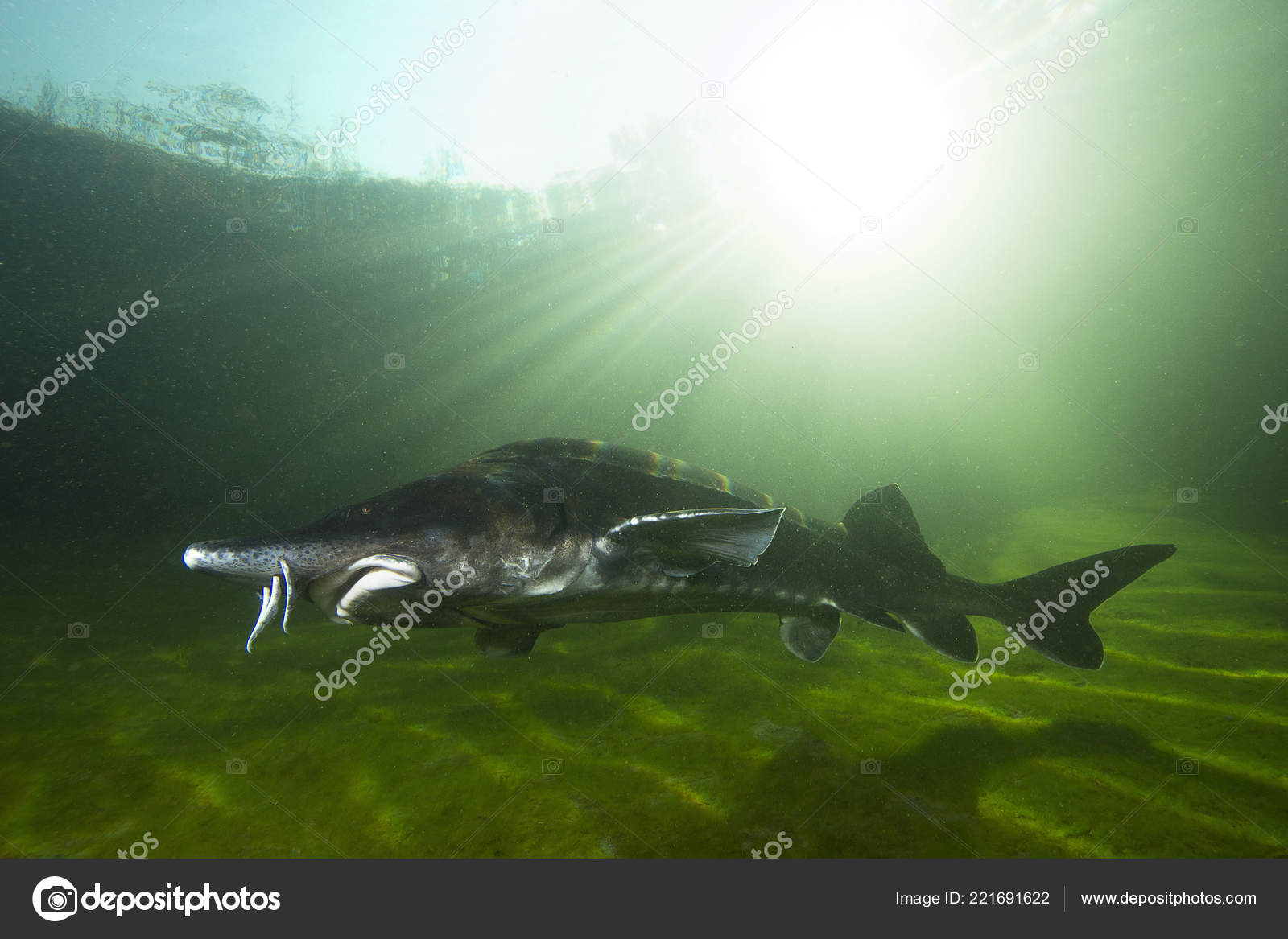 Biggest Fish Beluga Huso Huso Swimming River Underwater Photography ...