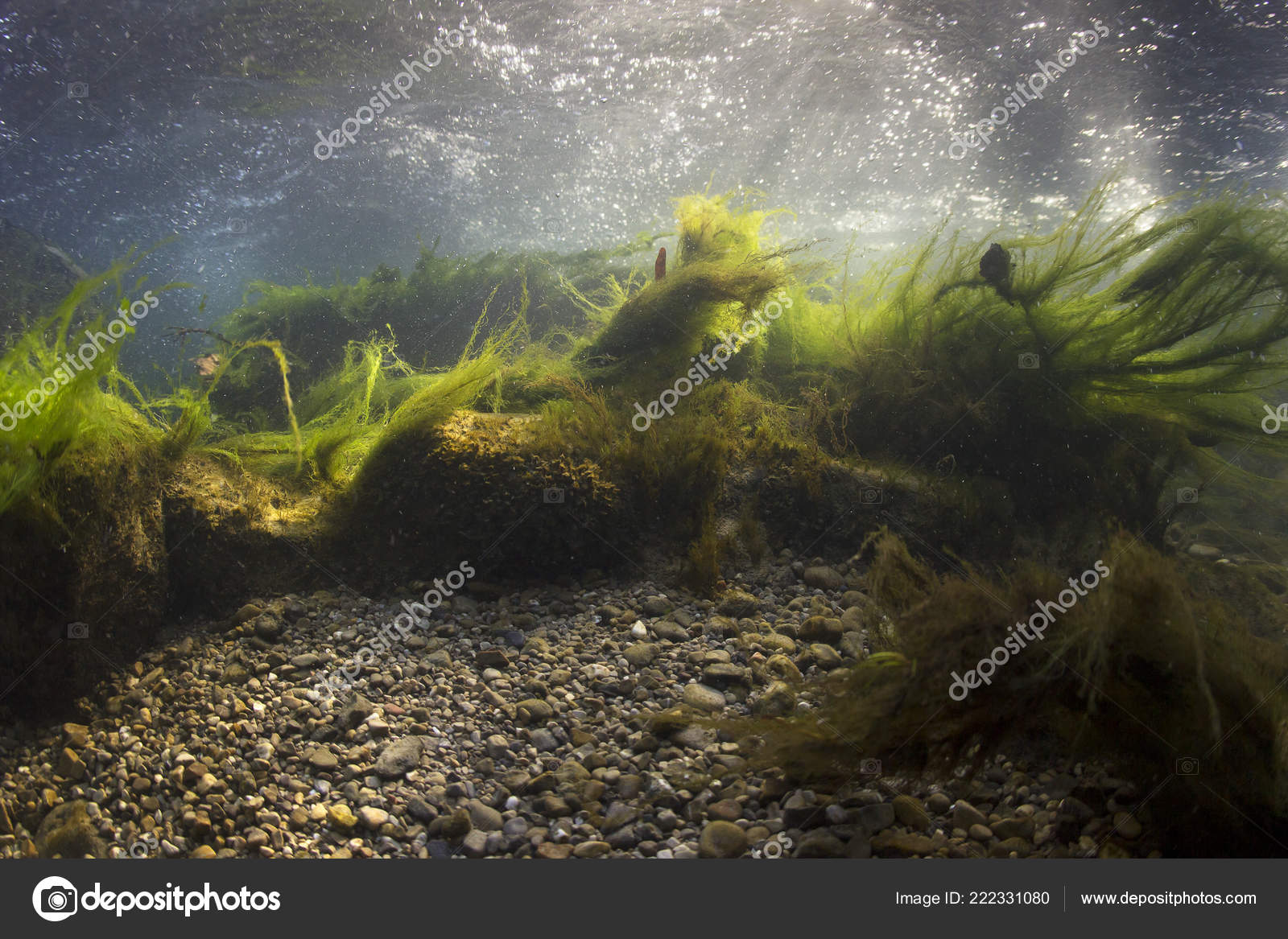 Algae On Rocks Underwater