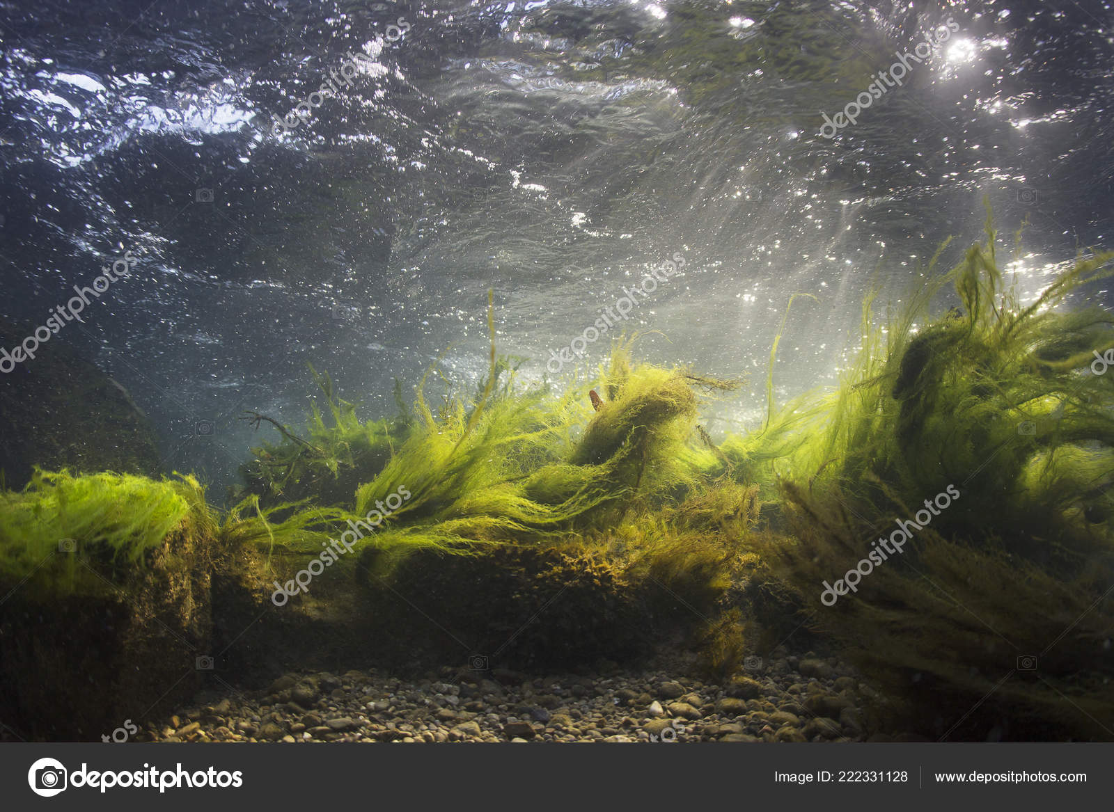 Algae On Rocks Underwater