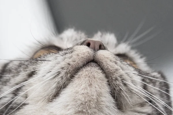 a beautiful cat, a graceful animal, a cat family, a cute pet - Stock ...