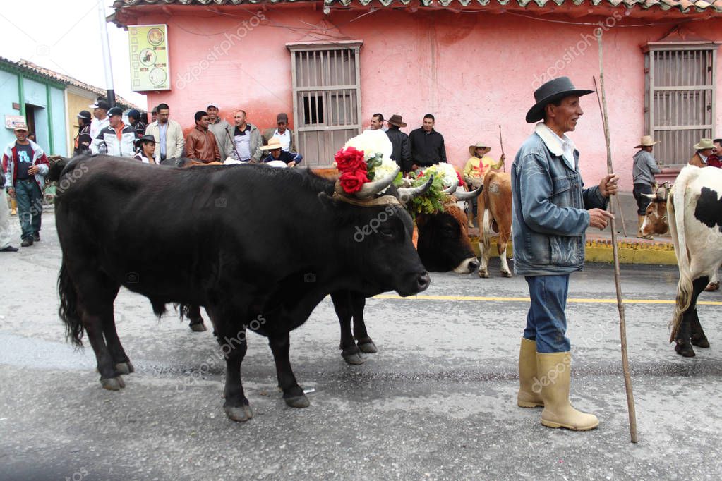 Mérida, Venezuela - 15 de mayo de 2017: Bueyes adornados con flores y ...