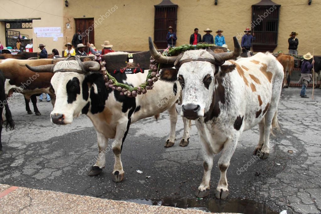 Mérida, Venezuela - 15 de mayo de 2017: Bueyes adornados con flores y ...