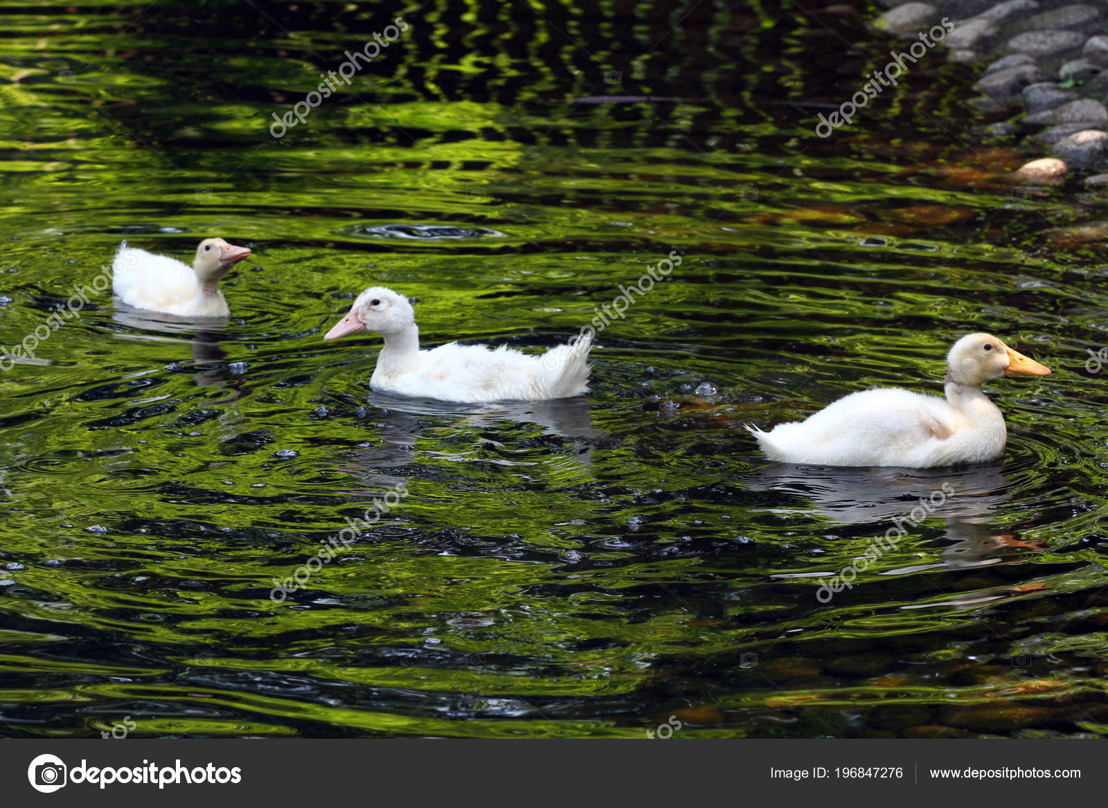 Duck White Ducks Background Animal Cute Nature Feather Beak Muddy ...