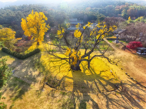 Academy forest Stock Photos, Royalty Free Academy forest Images ...