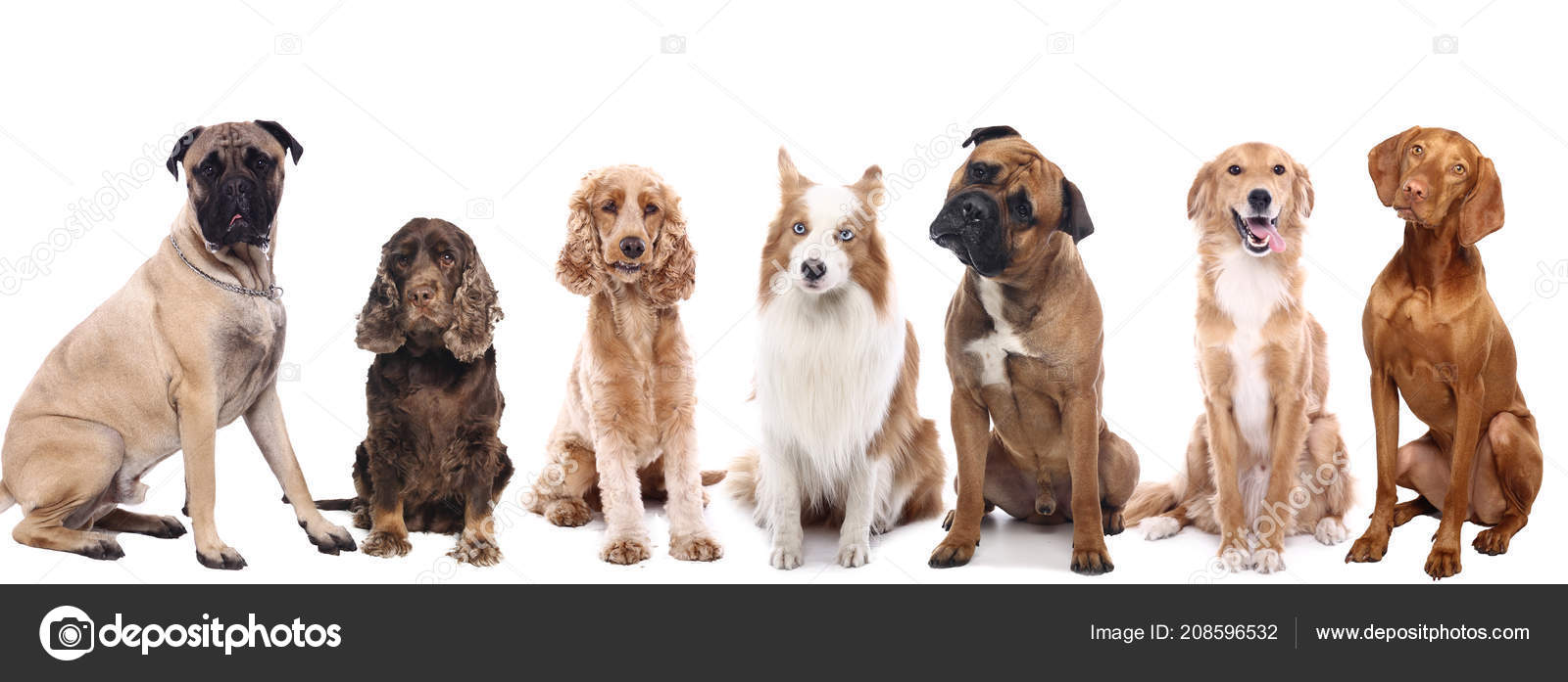 Group Dogs White Background Stock Photo by ©Djomas 208596532
