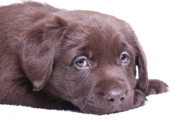 Cute Brown Puppy
