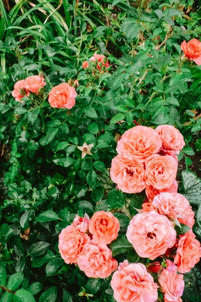 Rosen auf dem gras Stockfotos, lizenzfreie Rosen auf dem gras Bilder ...