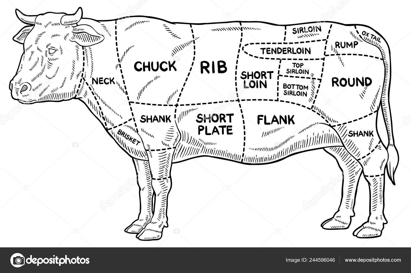 Vector Dibujos Animados Carne Res Cortes Línea Arte Ilustración de ...