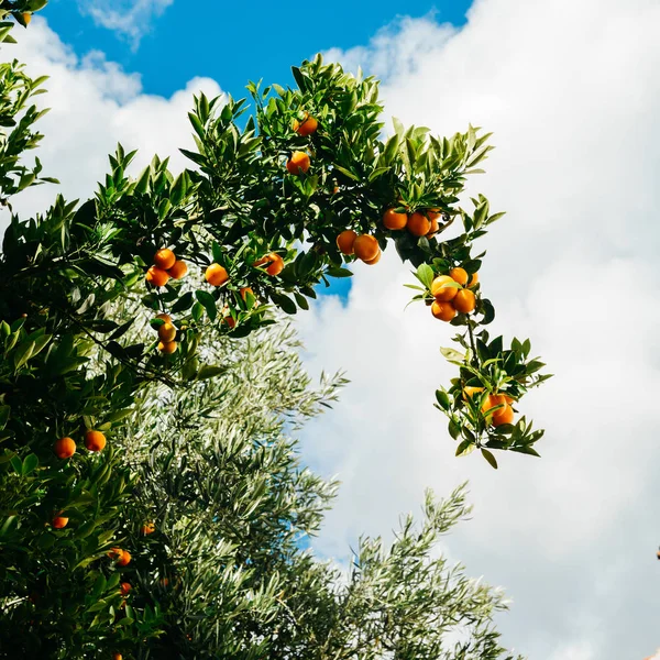 Orange trees in rome Stock Photos, Royalty Free Orange trees in rome ...