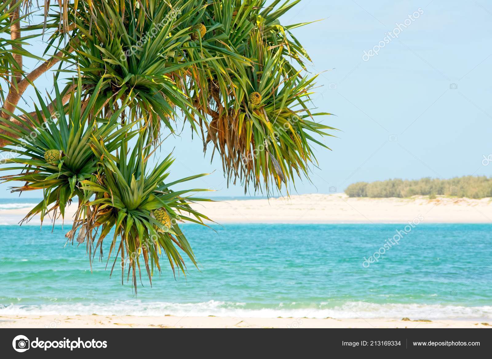 Pine Tree Blues Screws