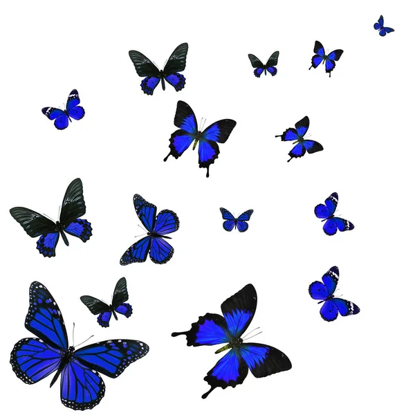 Hermosa Mariposa Monarca Azul Aislada Sobre Fondo Blanco: fotografía de ...