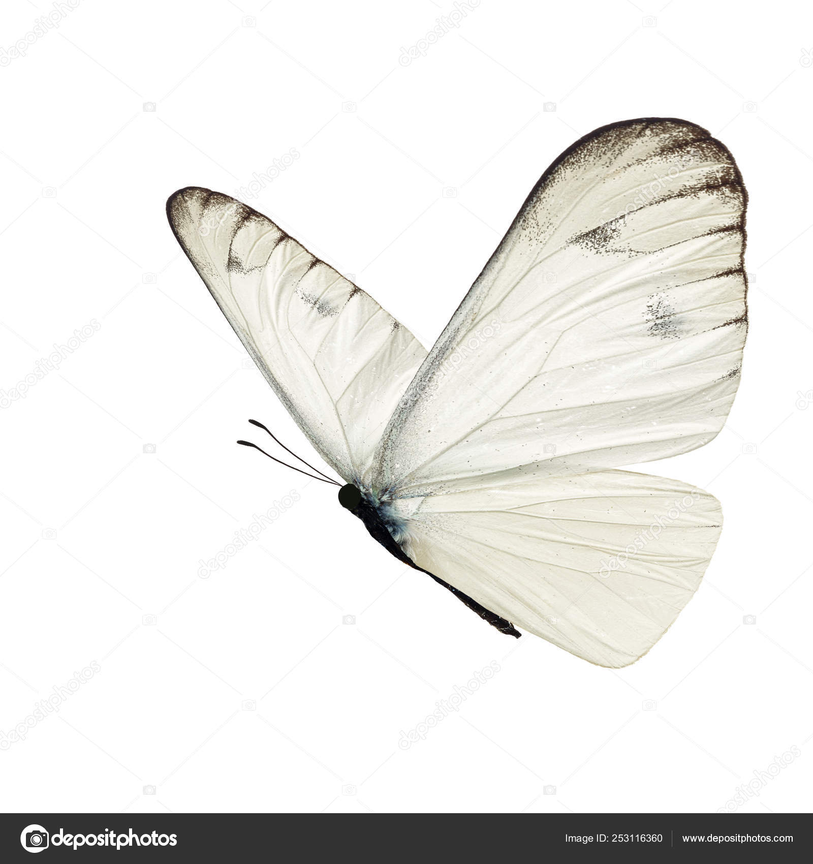 White Butterfly Flying