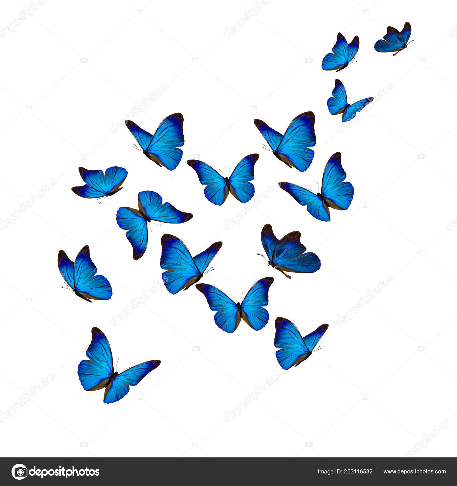 Blue Butterflies Flying
