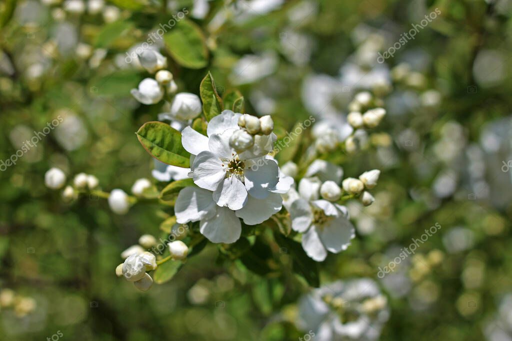 Exochorda es un género de plantas con flores perteneciente a la familia ...