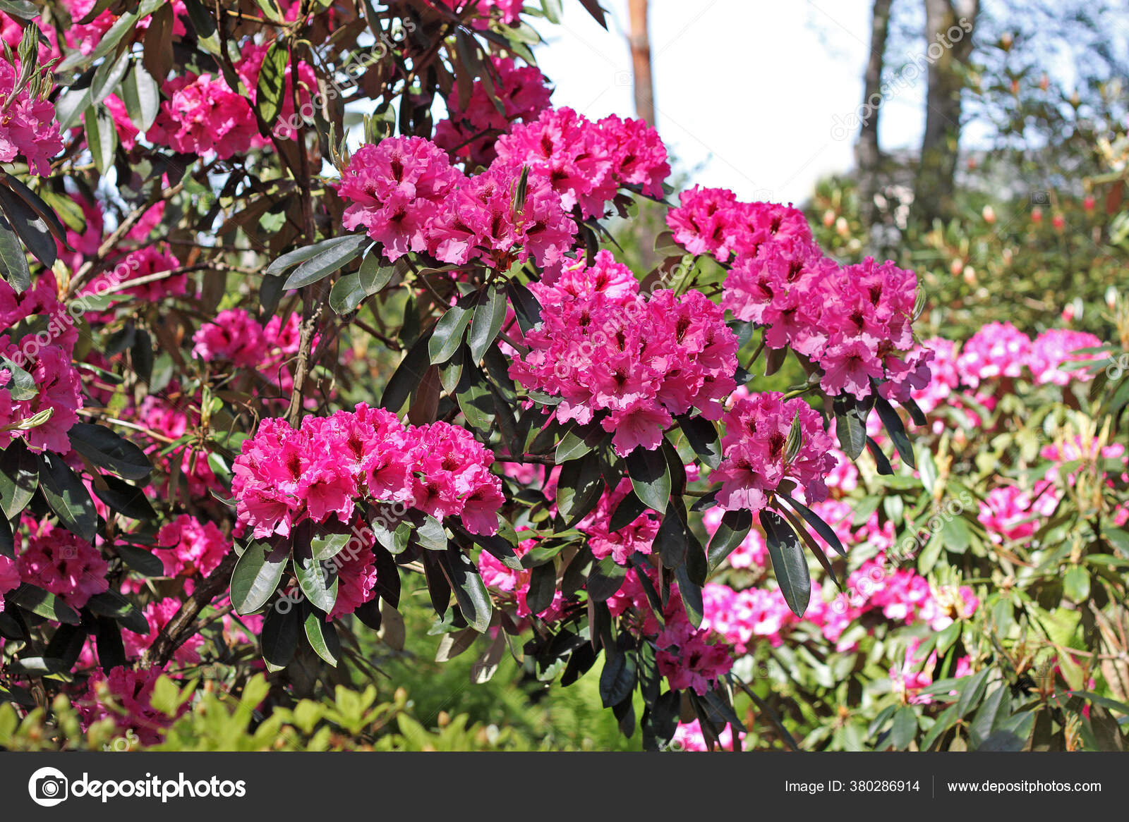 Rhododendron Spring Most Species Have Showy Flowers Which Bloom Late ...