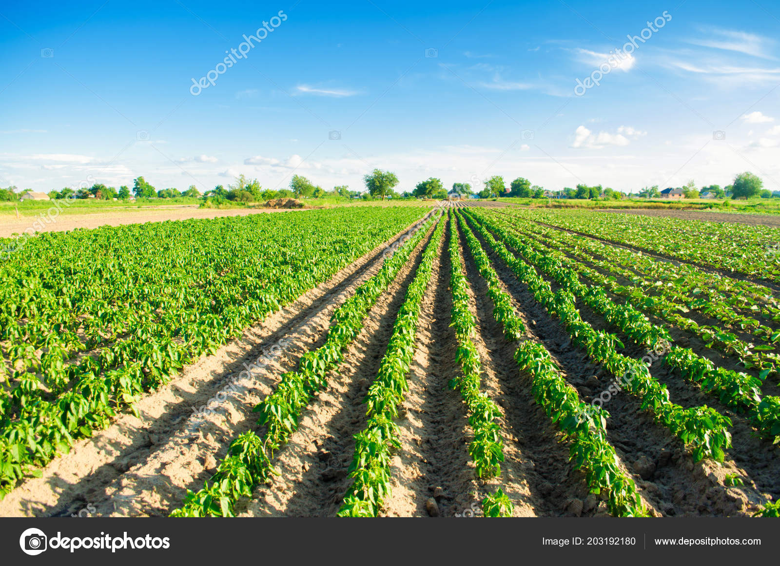 Agriculture Field