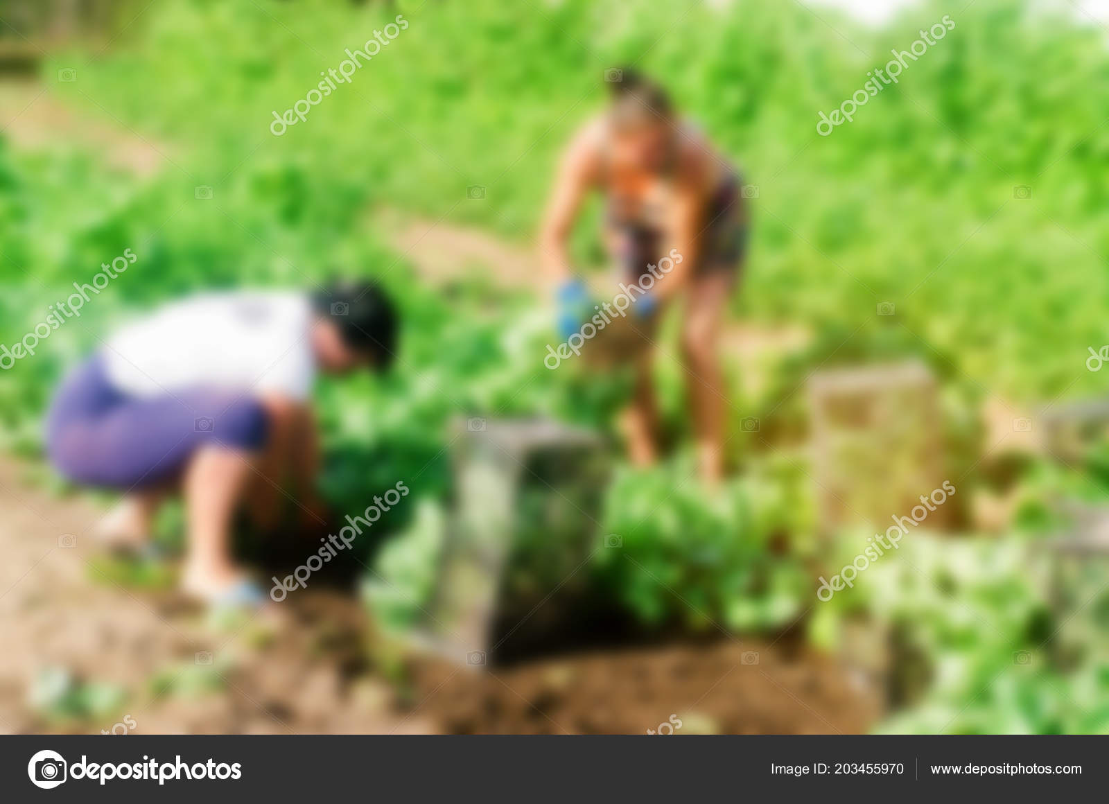 Workers Work Field Harvesting Manual Labor Farming Agriculture Agro Industry Stock Photo by ...
