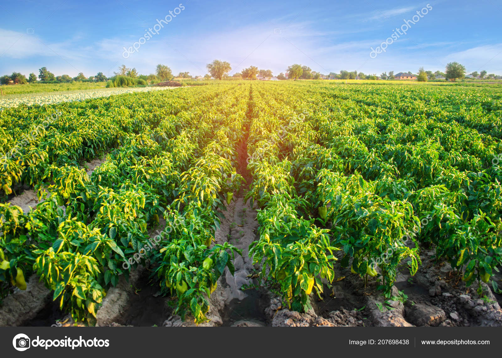 Plantations Pepper Grow Field Vegetable Rows Farming Agriculture ...