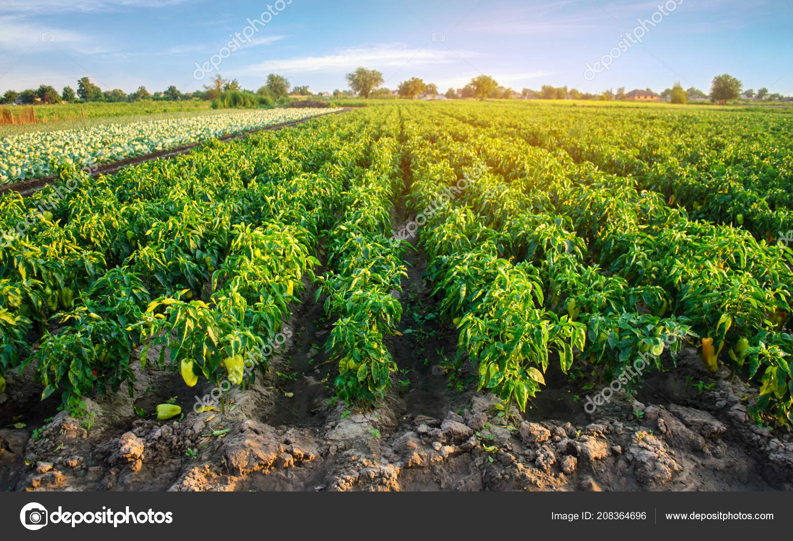 Plantations Pepper Grow Field Vegetable Rows Farming Agriculture ...