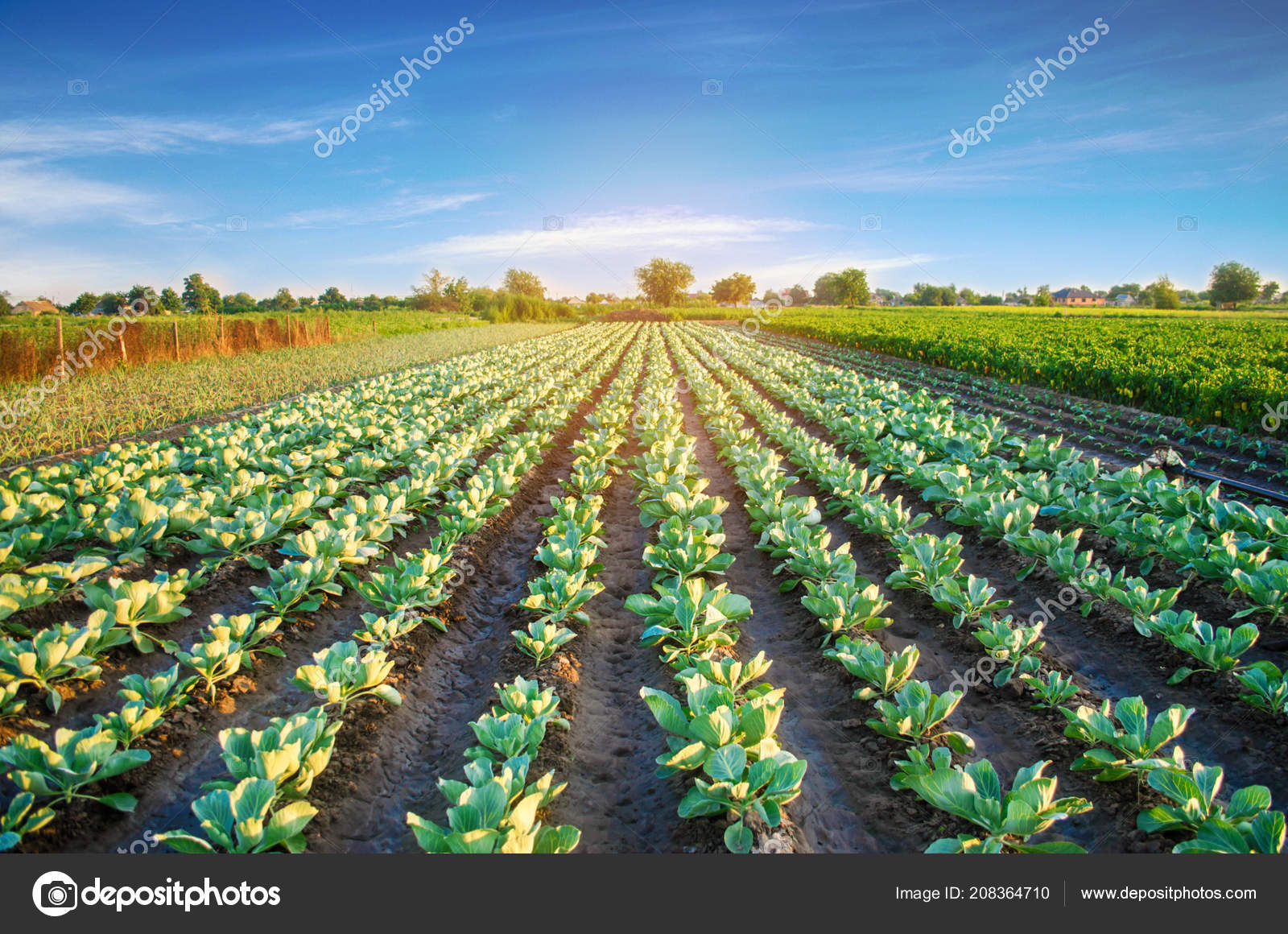Cabbage Plantations Grow Field Vegetable Rows Farming Agriculture ...