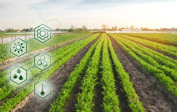 Carrot in the field. Scientific work and development of new methods and ...