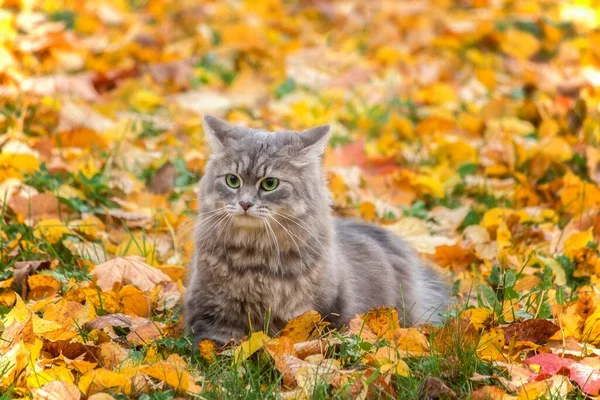 Cat In Costume Falling Over