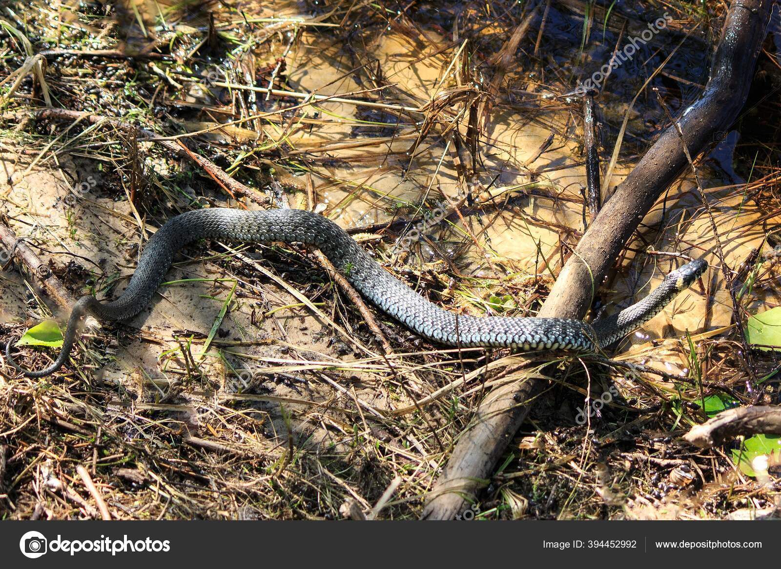 Snake Crawling Out River Sandy Shore — Stock Photo © daykiney #394452992
