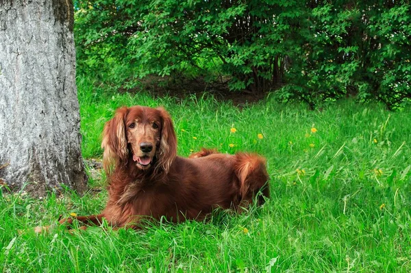 Irish Setter Is A Mixed Breed