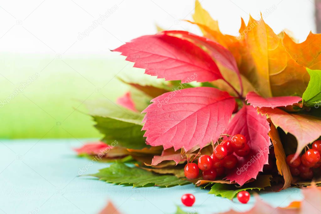 Follaje otoñal. Diferentes variedades de hojas, bayas de kalina ...