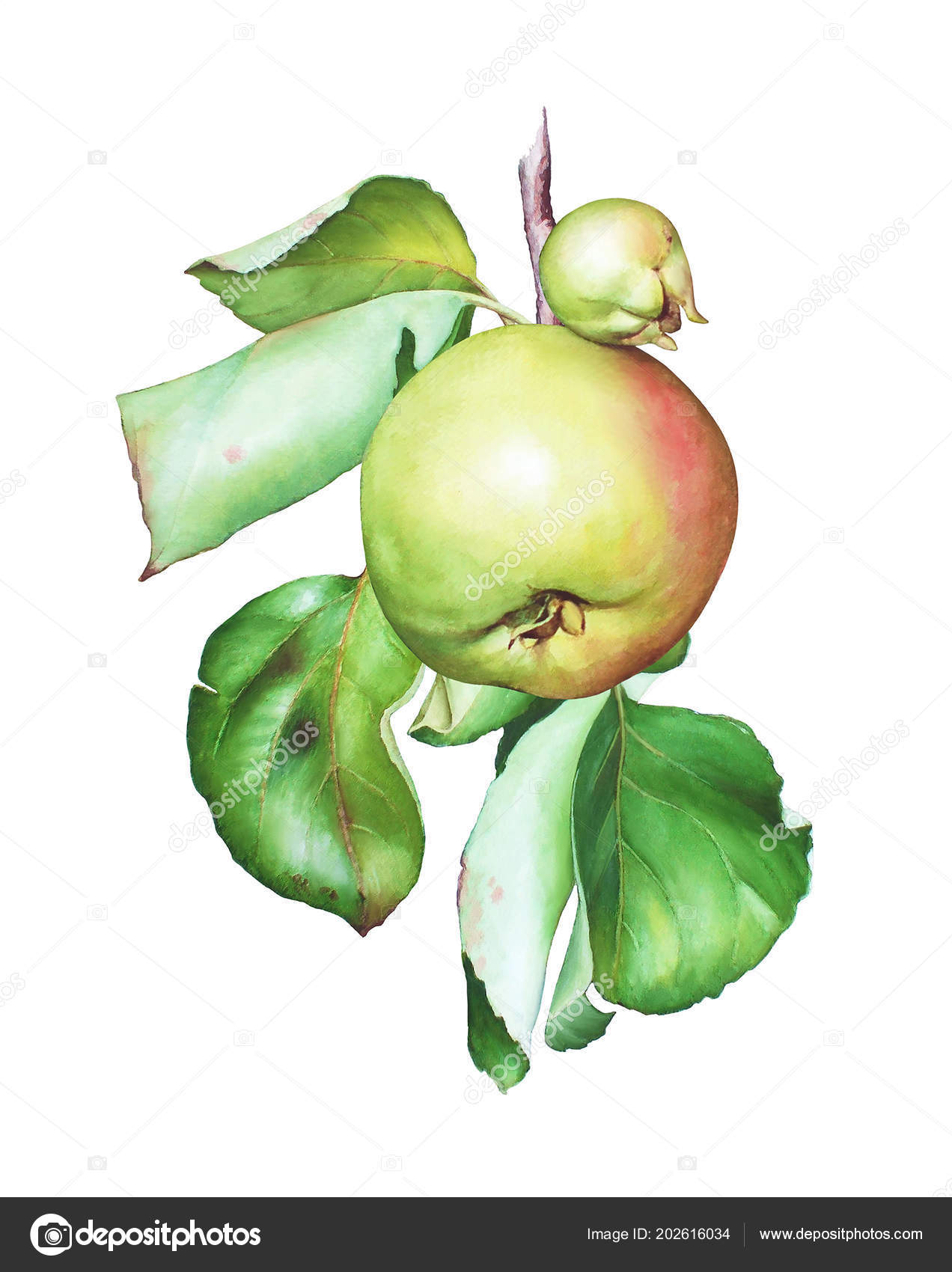 Watercolor Hand Drawn Apple Tree Branch Apples Leaves Isolated White ...