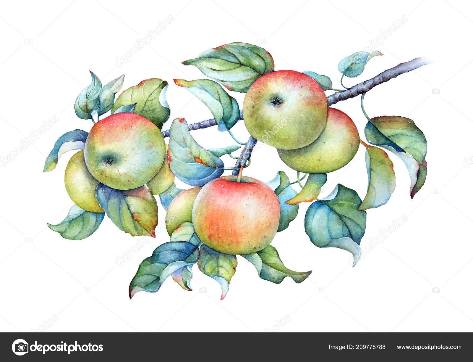 Realistic Apple Tree Drawing