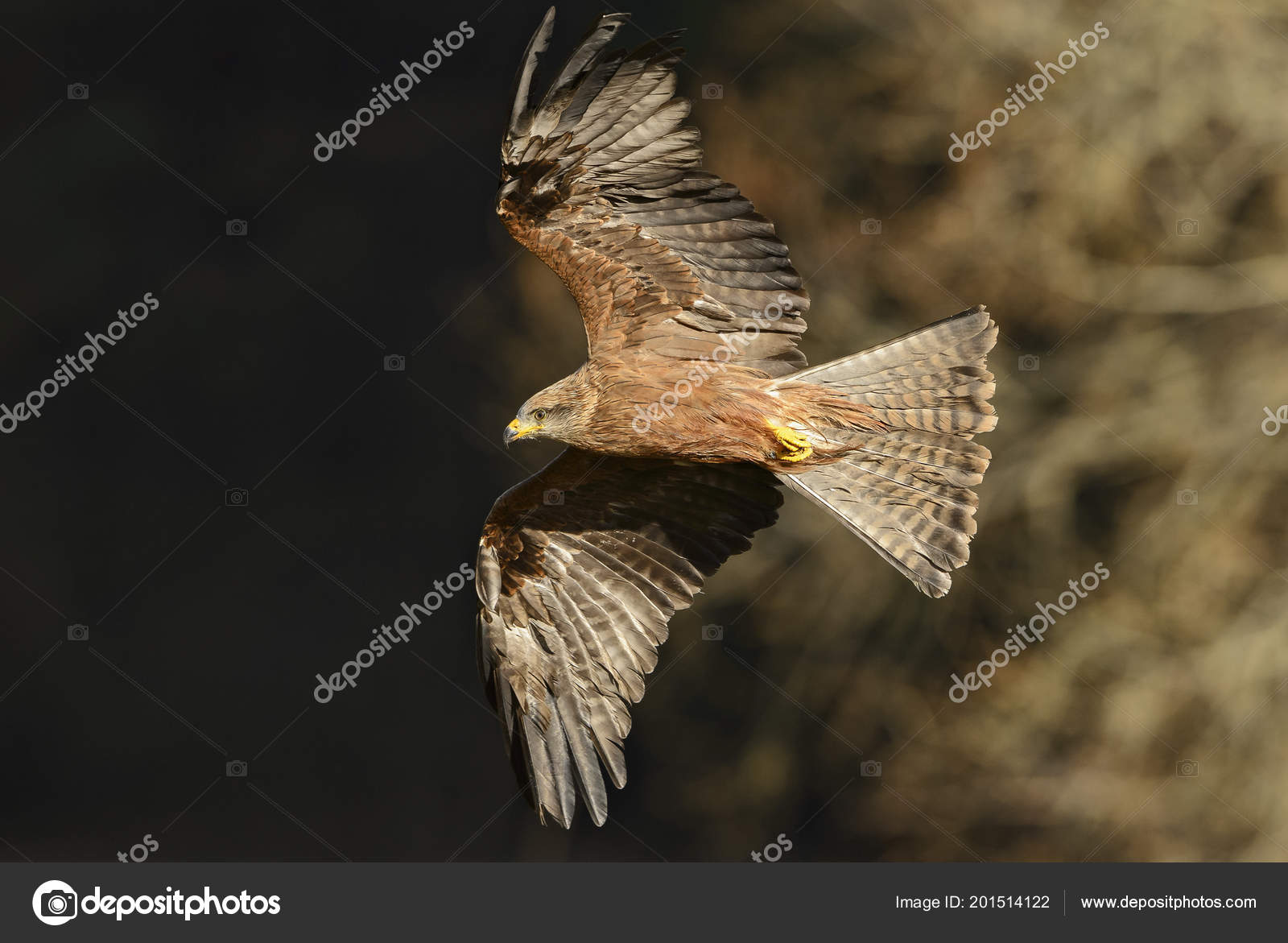 Black Kite Milvus Migrans Beautiful Large Raptor Old World Forests ...