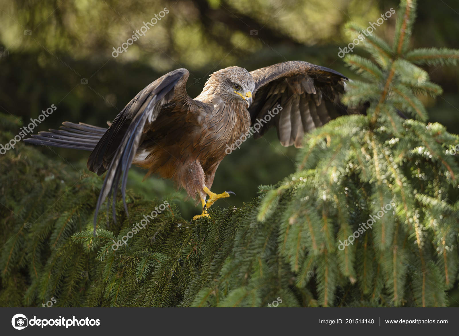 Black Kite Milvus Migrans Beautiful Large Raptor Old World Forests ...