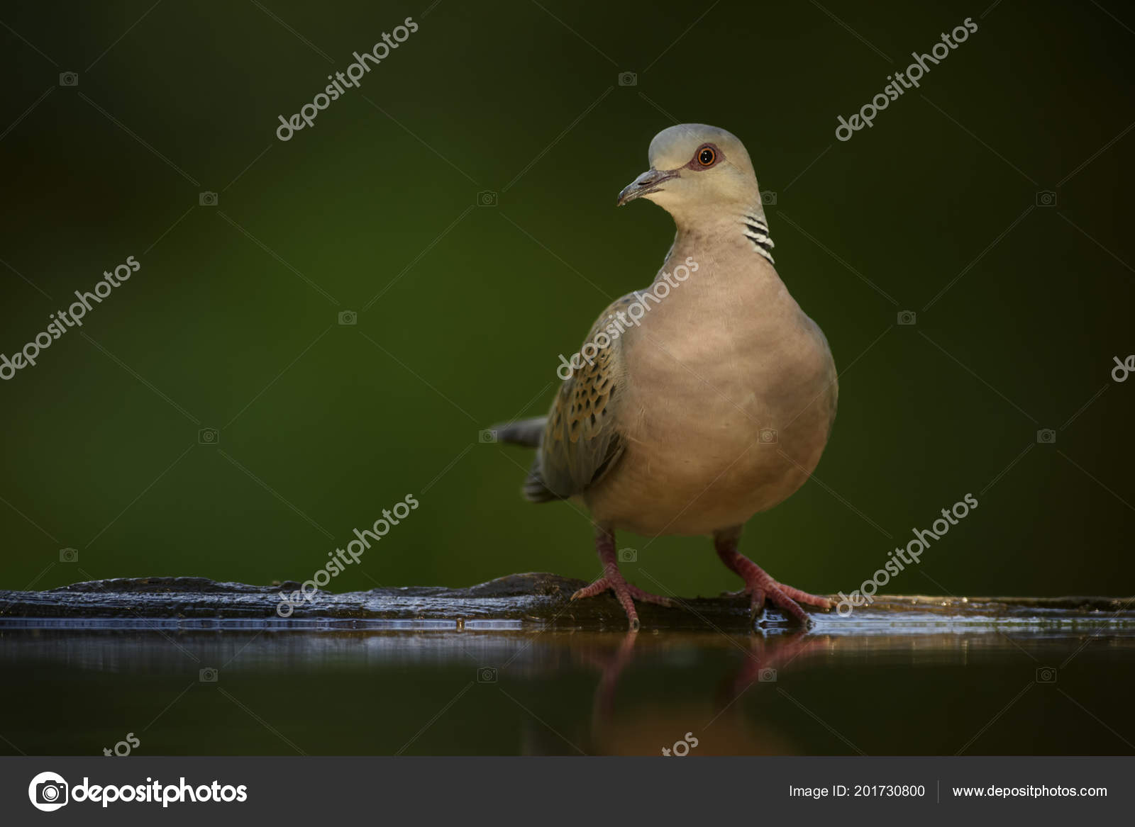 Turtle Dove Streptopelia Turtur Beautiful Colorful Dove European ...