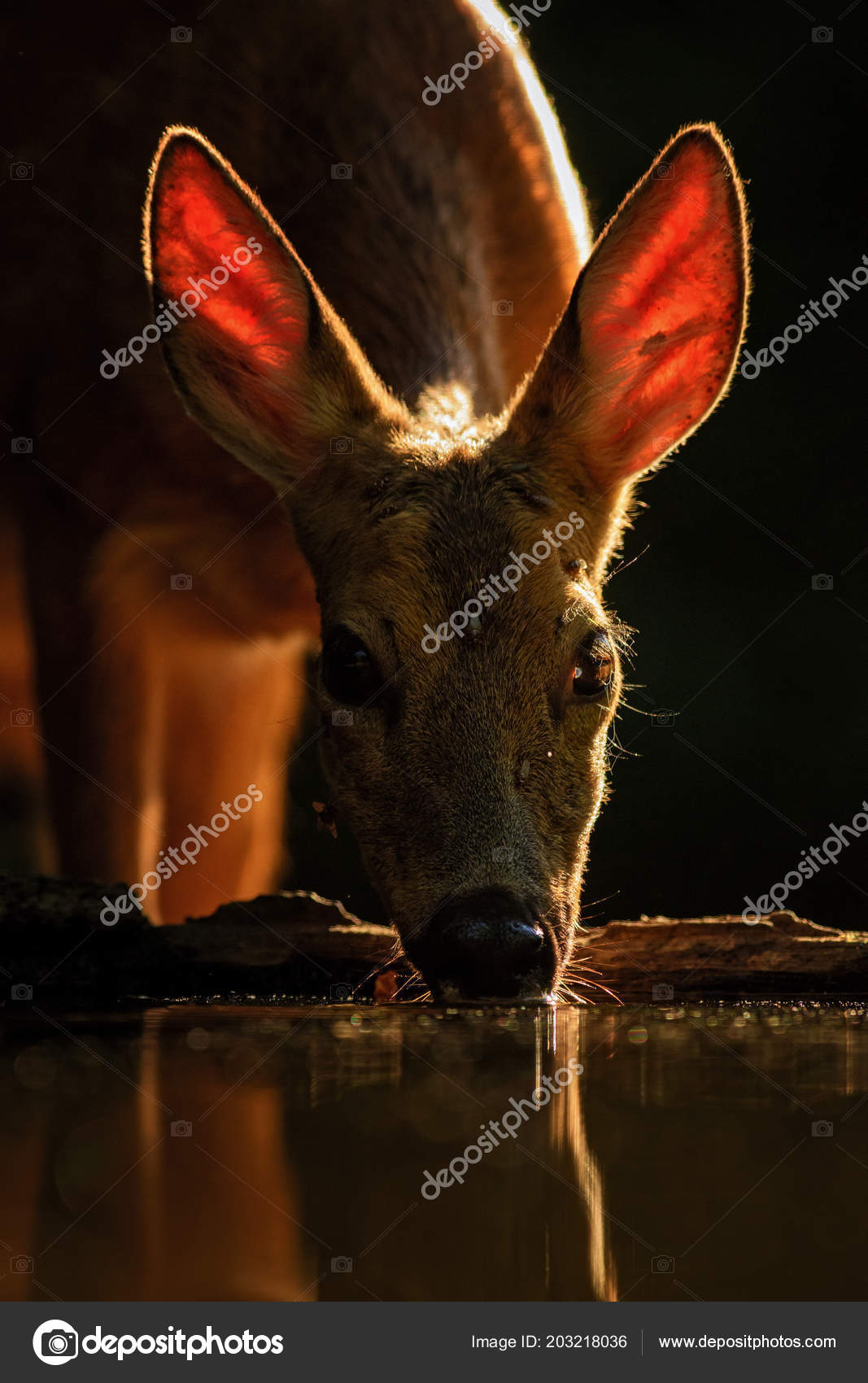 European Roe Deer Capreolus Capreolus Common Deer European Forests ...