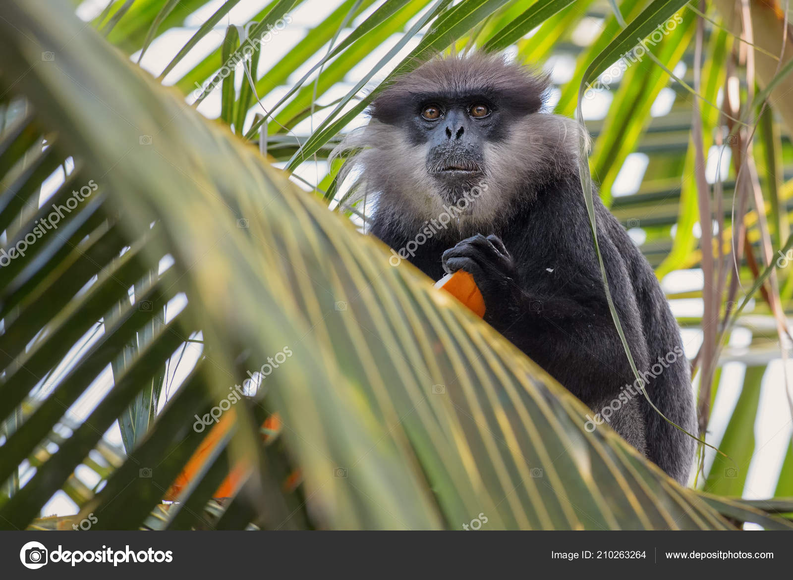 Animais Languidos Vita Da Gatto Al Cinema