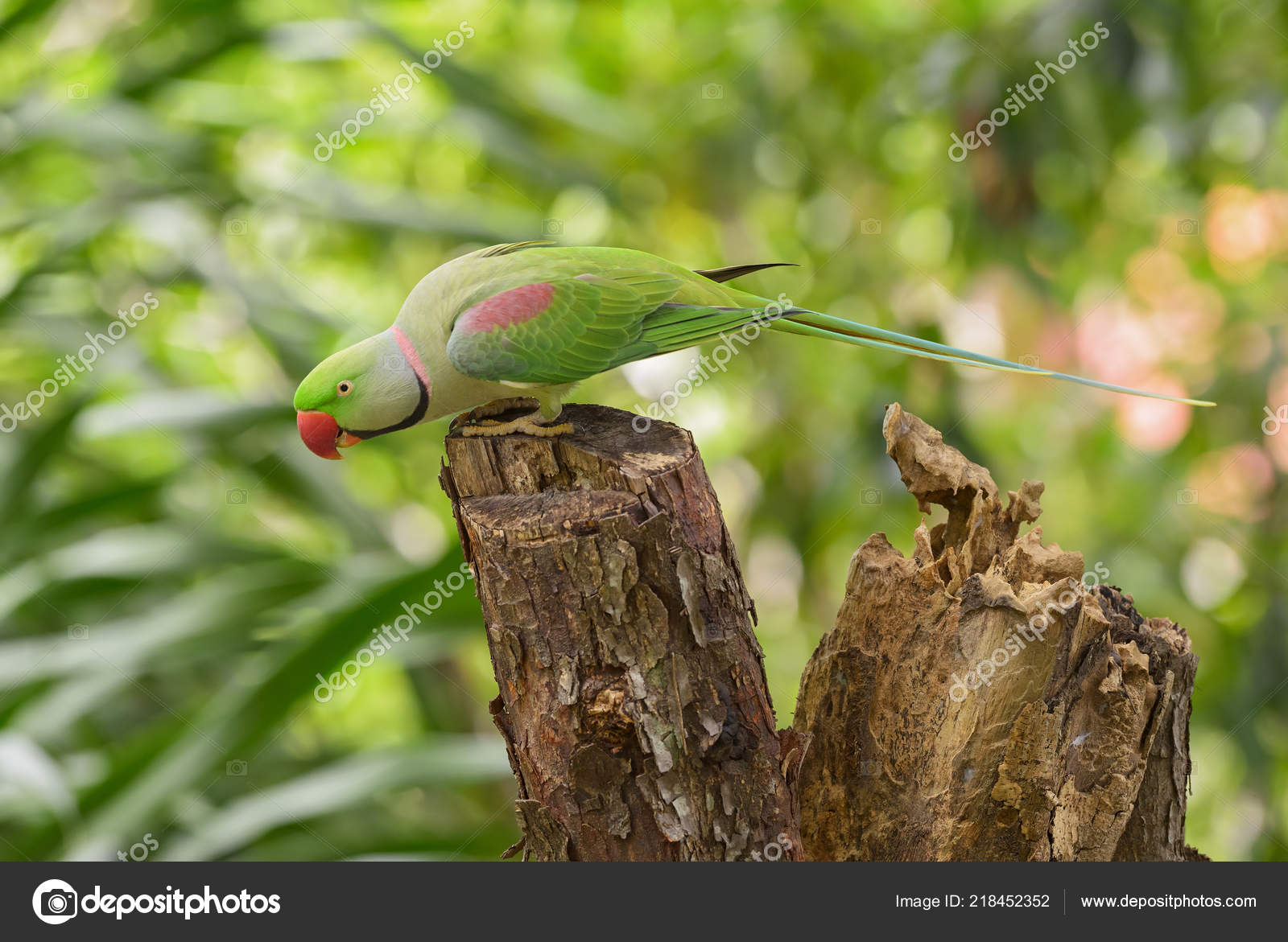 Alexandrine Parakeet Psittacula Eupatria Beautiful Colorful Parrot ...