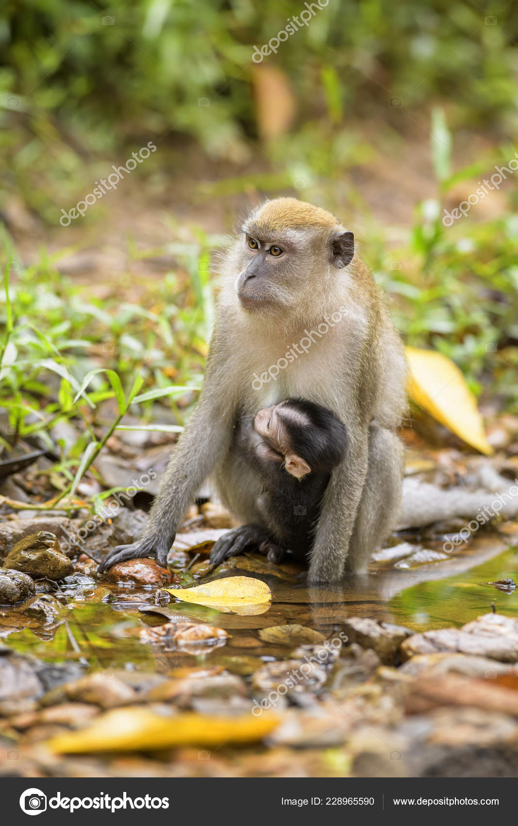 Long Tailed Macaque Macaca Fascicularis Common Monkey Southeast Asia ...