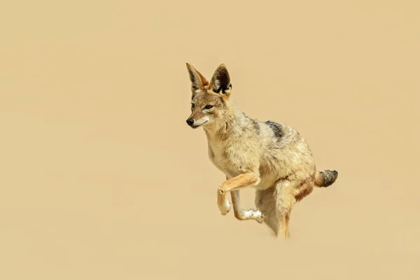 Jackal running on the sand dune in the Namib desert. Hot day in sand ...