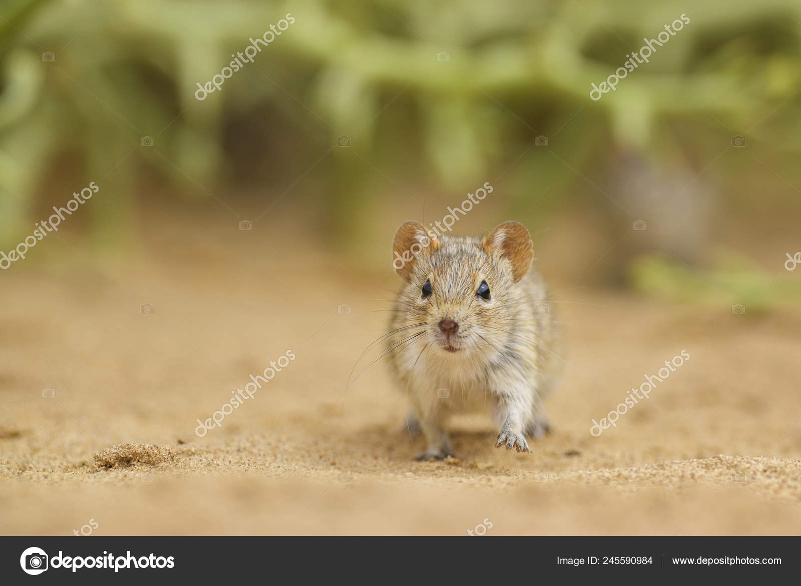 African Striped Mouse