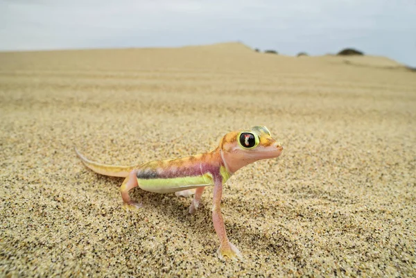 Gecko from Namib sand dune, Namibia. Pachydactylus rangei, Web-footed ...