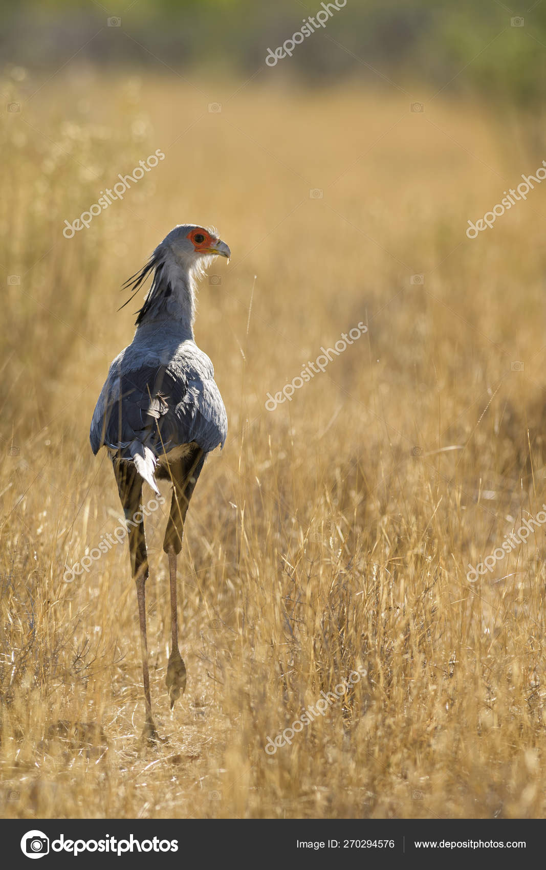 African Grassland Birds
