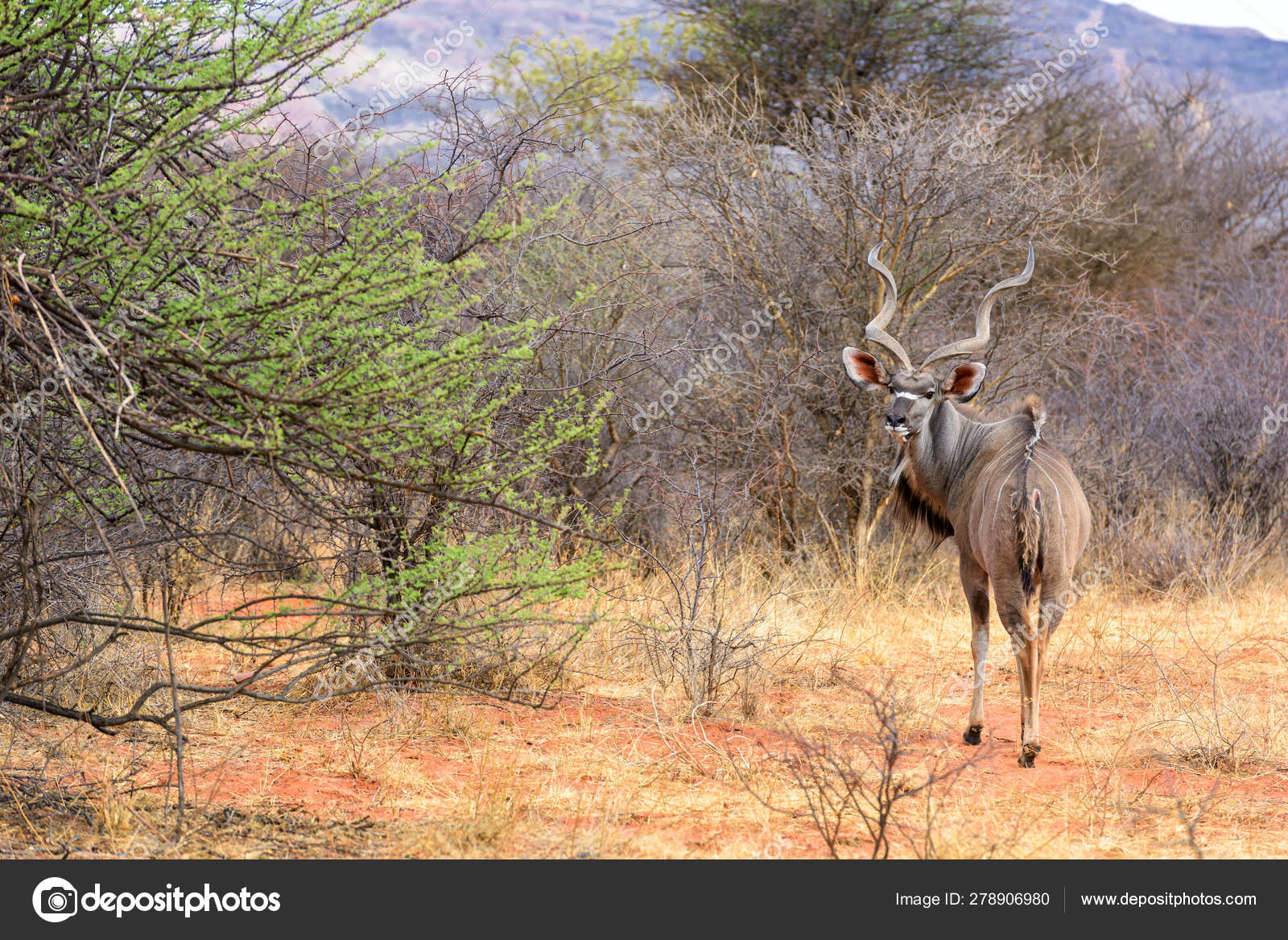 Greater Kudu Tragelaphus Strepsiceros Large Striped Antelope African ...