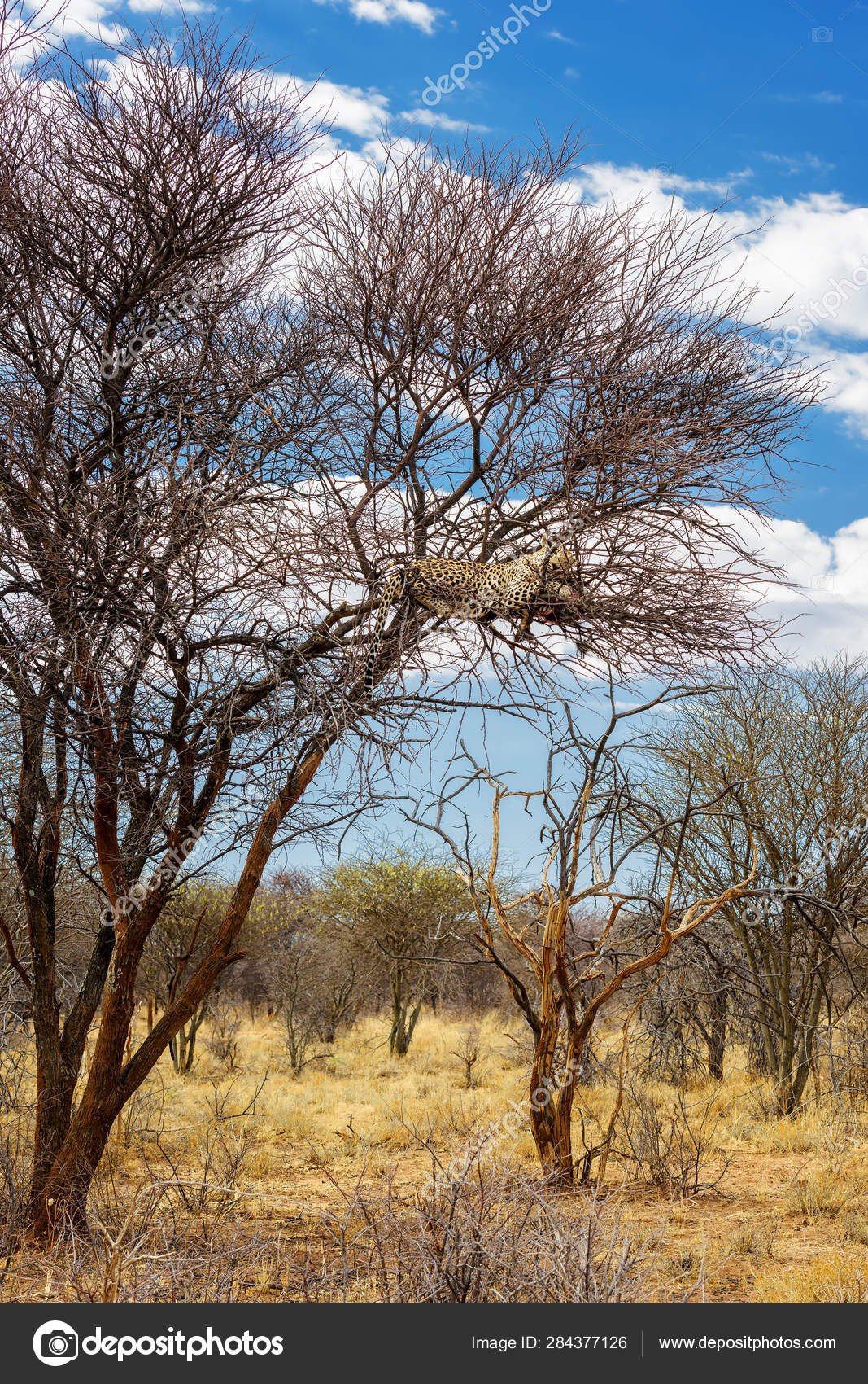 Leopard Panthera Pardus Beautiful Iconic Carnivore African Bushes ...